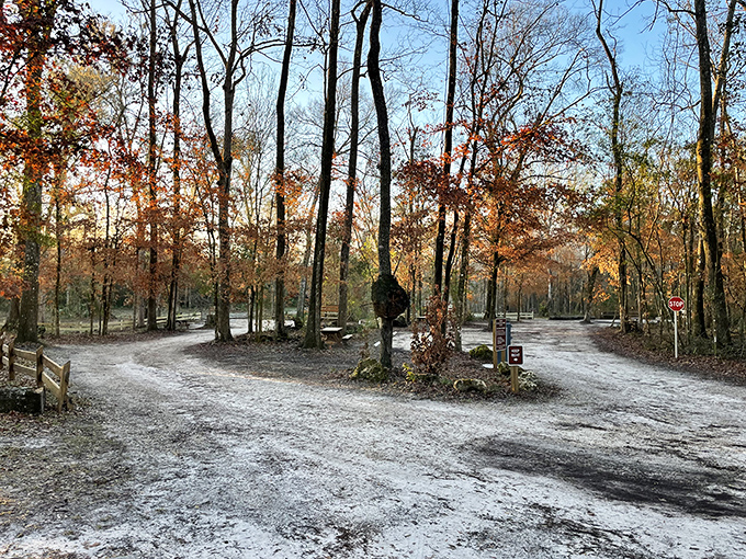 Not all who wander are lost, but all who follow this sun-dappled trail through towering pines are definitely heading somewhere magical.