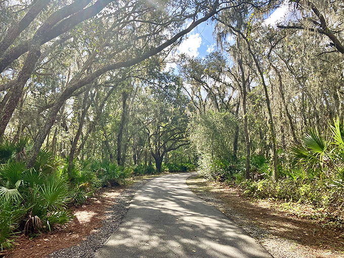 Nature's cathedral – sunlight filters through Spanish moss, creating a dappled pathway that feels almost sacred in its beauty.