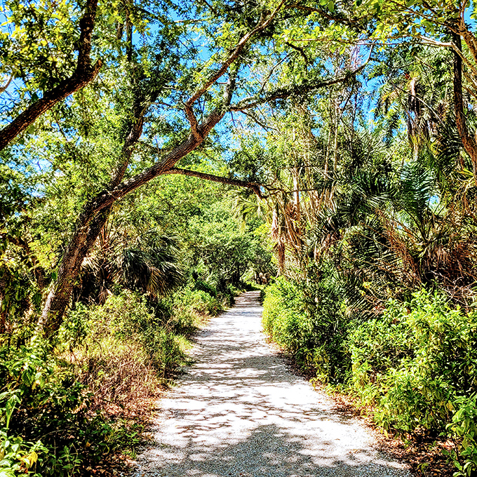 Dappled sunlight creates ever-changing patterns on the trail as visitors explore the preserve's natural beauty at their own pace.