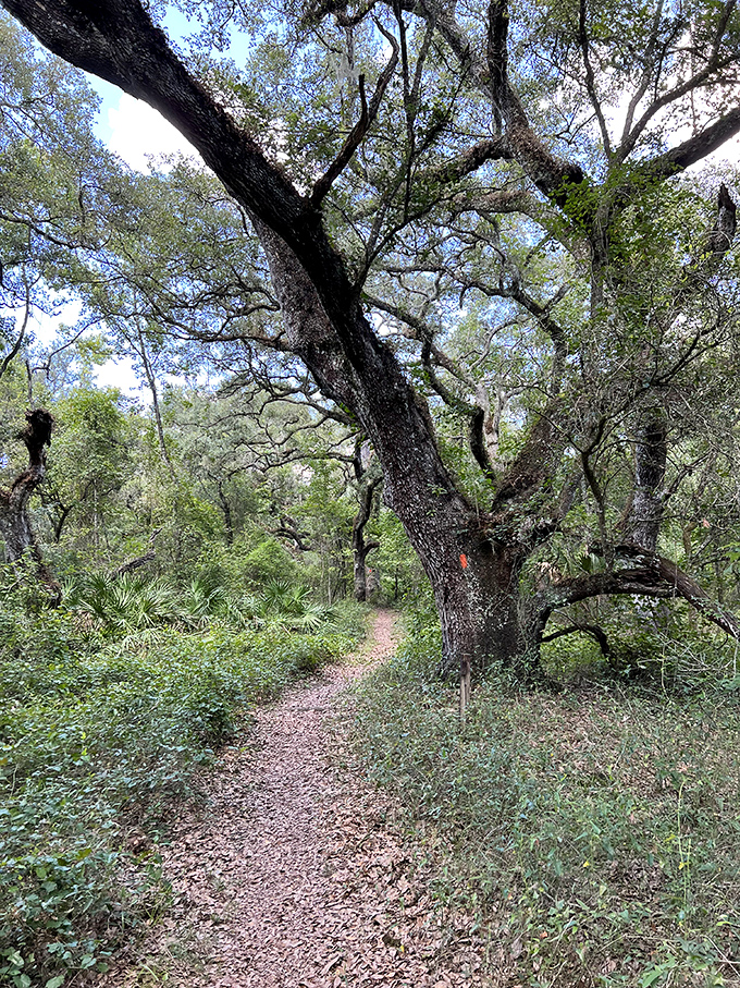 Nature's embrace turns the forest into a verdant paradise, where sunlight plays hide-and-seek through leaves and blue skies promise endless possibilities.