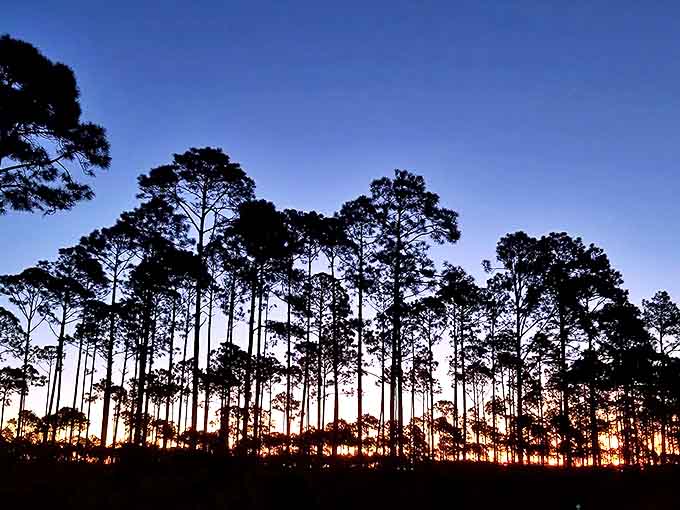 Towering pines stand sentinel against the setting sun, nature's own skyline more impressive than any architectural marvel.