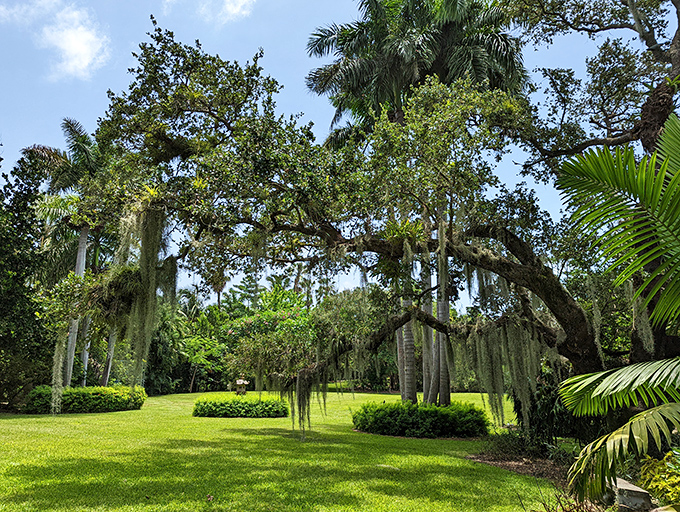 Sunlight streams through palm fronds, creating nature's own light show on The Kampong's immaculately maintained lawns.
