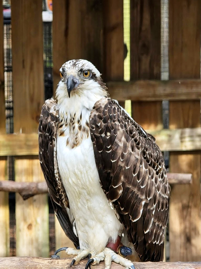 A majestic osprey surveys its domain, those piercing eyes missing nothing as it contemplates its next fishing expedition.