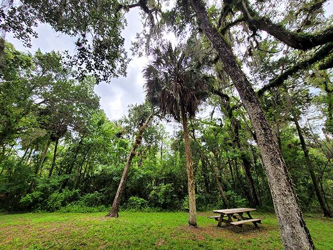 Nature's dining room awaits under a canopy of Spanish moss-draped oaks &ndash; the perfect spot for a historic picnic.