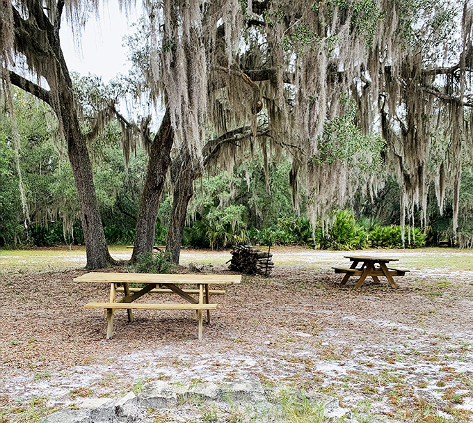 Picnic tables under Spanish moss-draped trees &ndash; Mother Nature's version of five-star dining with unbeatable ambiance.