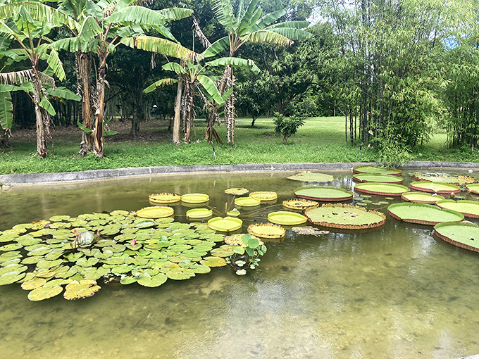 Giant lily pads create nature's perfect circles on the pond surface, like stepping stones for particularly brave frogs.