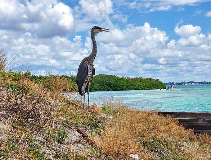 A great blue heron strikes a pose that suggests it's either deeply philosophical or just spotted lunch swimming by in the shallows.