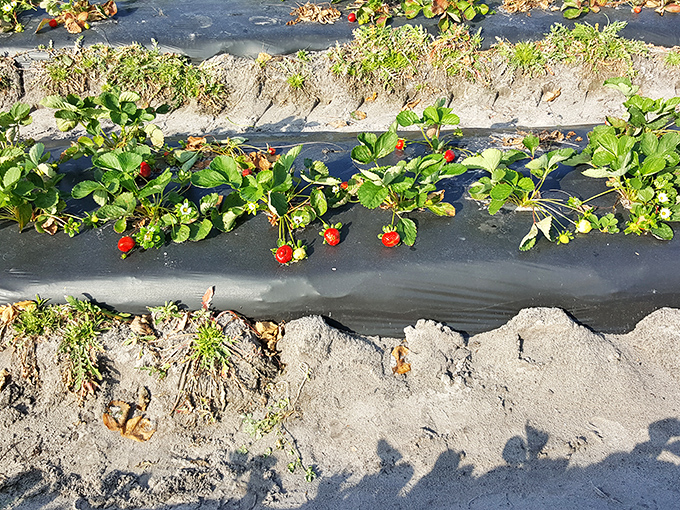 The moment of truth &ndash; perfectly ripe strawberries cling to their plants, waiting for the gentle twist that brings harvest.