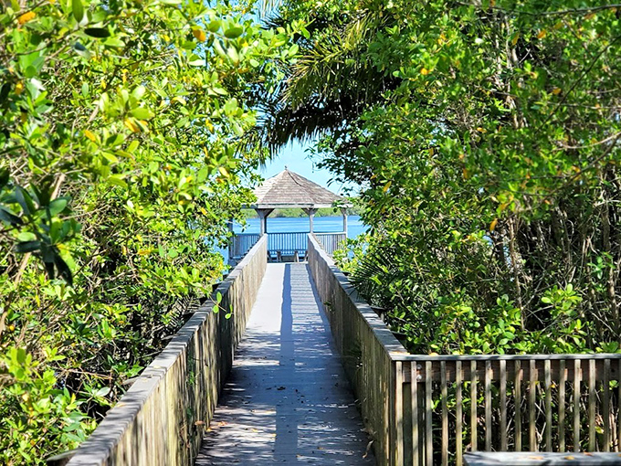 A wooden pathway cuts through mangrove mysteries, leading to a gazebo where the Peace River reveals its tranquil secrets.