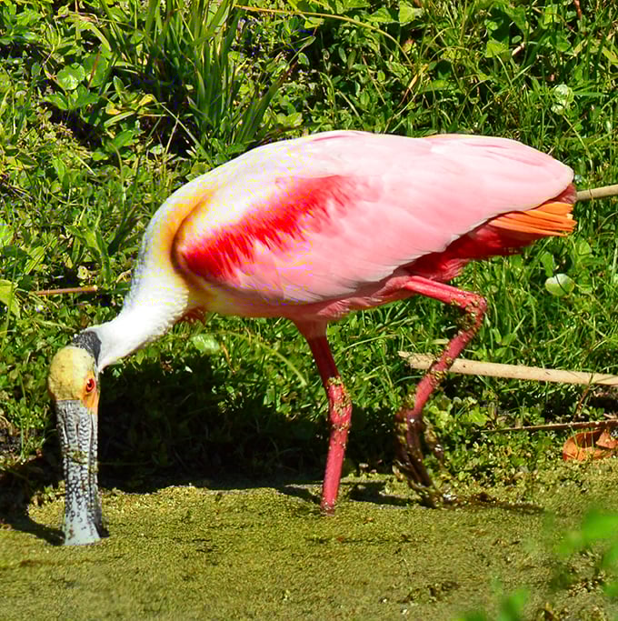 A roseate spoonbill demonstrates its unique feeding technique. That bill isn't just for show &ndash; it's nature's specialized soup spoon!