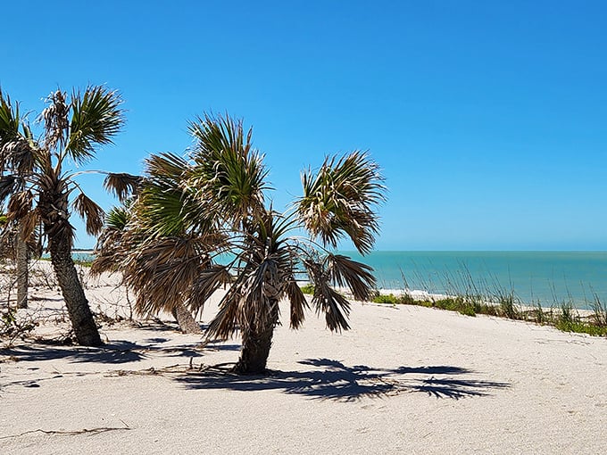 Sabal palms stand sentinel over the beach, their fronds rustling like nature's wind chimes in the constant Gulf breeze.