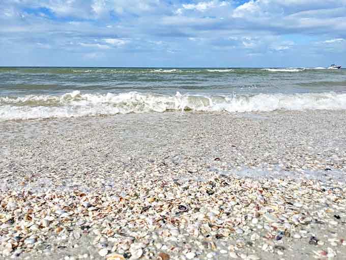 Shell-seeker's jackpot: The tide retreats, revealing a kaleidoscope of shells that transforms ordinary beachcombing into an extraordinary treasure hunt.