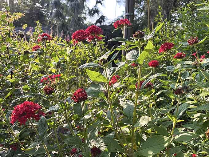 6. seminole heights community gardens red pentas