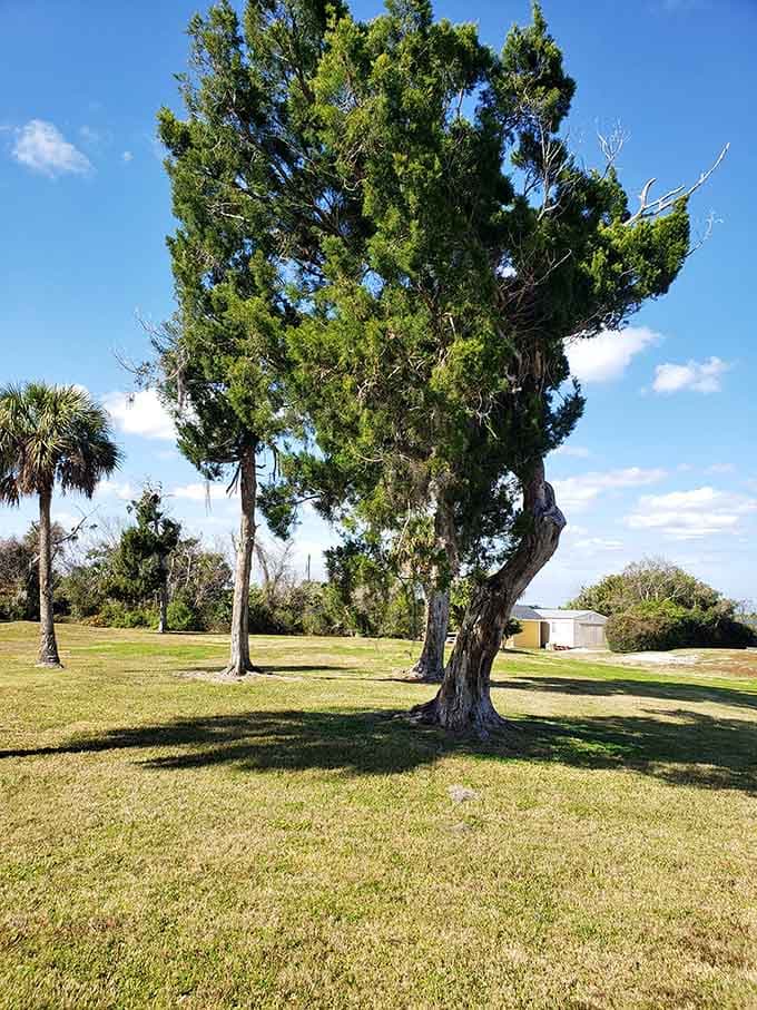 This Eastern Red Cedar has been standing guard here longer than most of us have been alive, watching history unfold with the patience only trees possess.