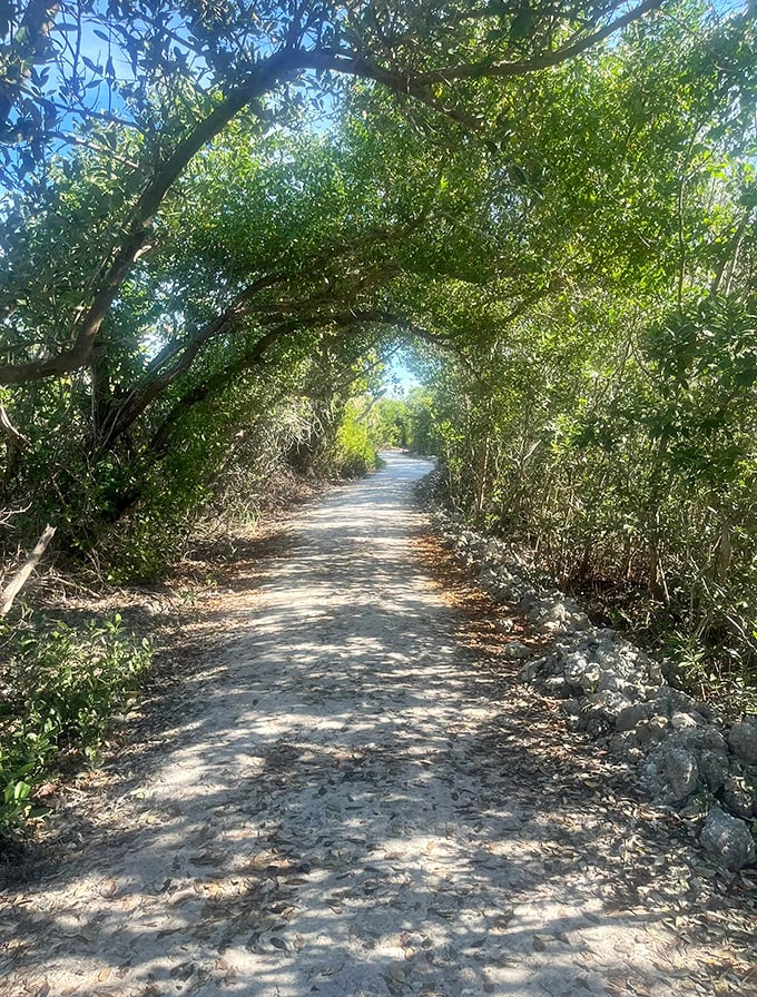 Nature's green cathedral &ndash; sunlight filters through the canopy, creating dappled patterns on this path that whispers "slow down and breathe."