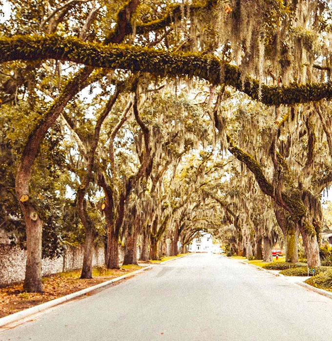 Spanish moss drapes like nature's own decorations, transforming ordinary oaks into something straight out of a fairytale.