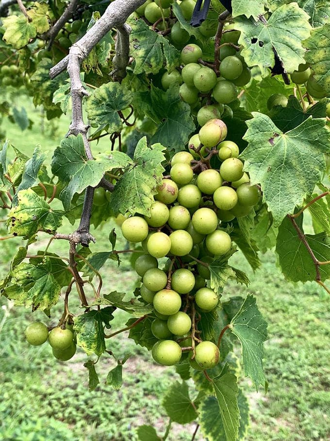 Muscadine grapes cluster on the vine, patiently waiting to fulfill their destiny as your next favorite wine discovery.