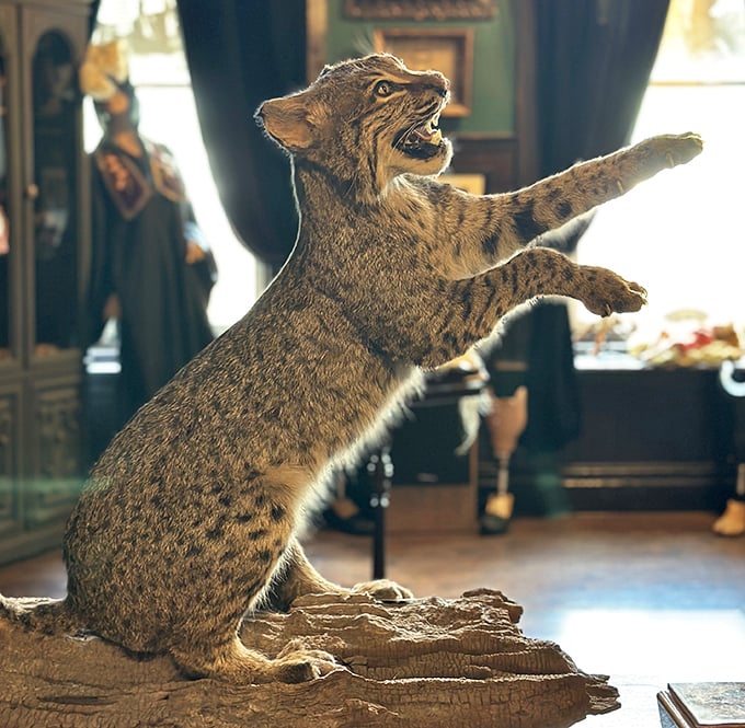 Frozen mid-pounce, this bobcat taxidermy captures the raw power and grace of a predator in its element.