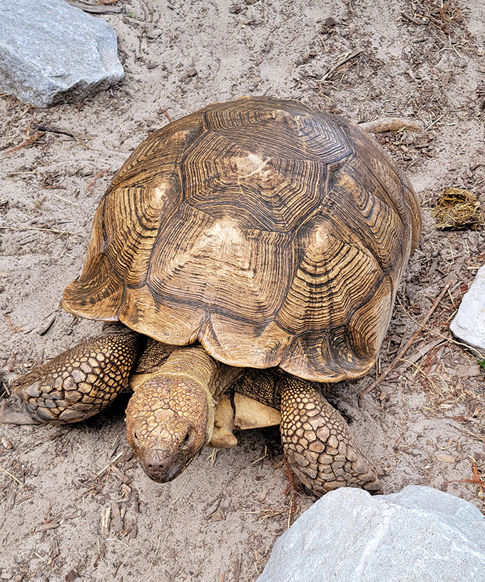 This ancient-looking tortoise has probably seen more history than your high school textbook and moves with the urgency of weekend traffic.