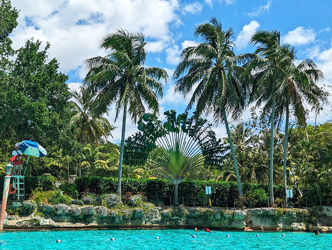 Towering palms stand sentinel over the pool, their fronds creating dappled shadows that dance across the water's surface throughout the day.
