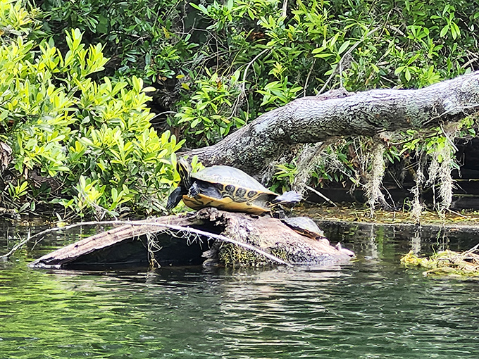 A turtle basks on a log with the contentment of someone who's truly mastered the art of relaxation, offering a masterclass in doing absolutely nothing and looking perfectly satisfied about it.