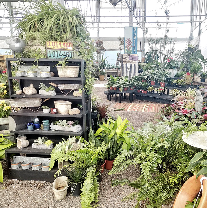 Nature's color wheel spins gloriously out of control with this vibrant display of potted perfection waiting for forever homes.