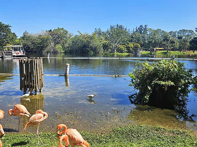 Flamingos add splashes of coral pink to the serene lagoon, their elegant reflections doubling the visual delight.