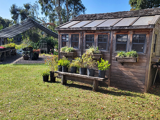 Whistle Stop Tea Room: Rustic charm meets afternoon delight in this wooden haven where conversations flow as freely as the tea.