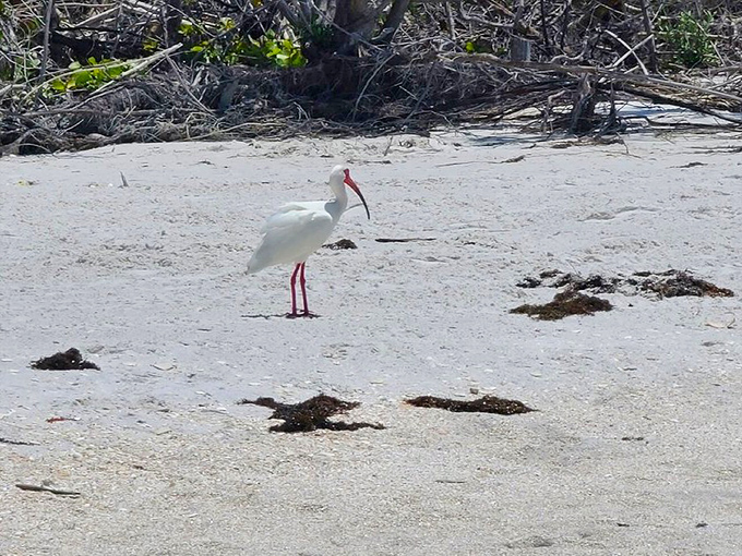 "Excuse me, is this spot taken?" A white ibis surveys the beach scene, nature's own shoreline inspector.