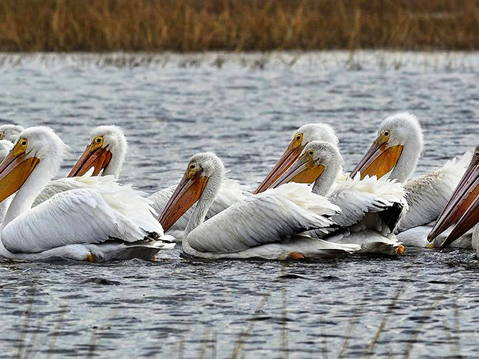 White pelicans floating in formation – nature's synchronized swimming team scoring perfect 10s without even trying.