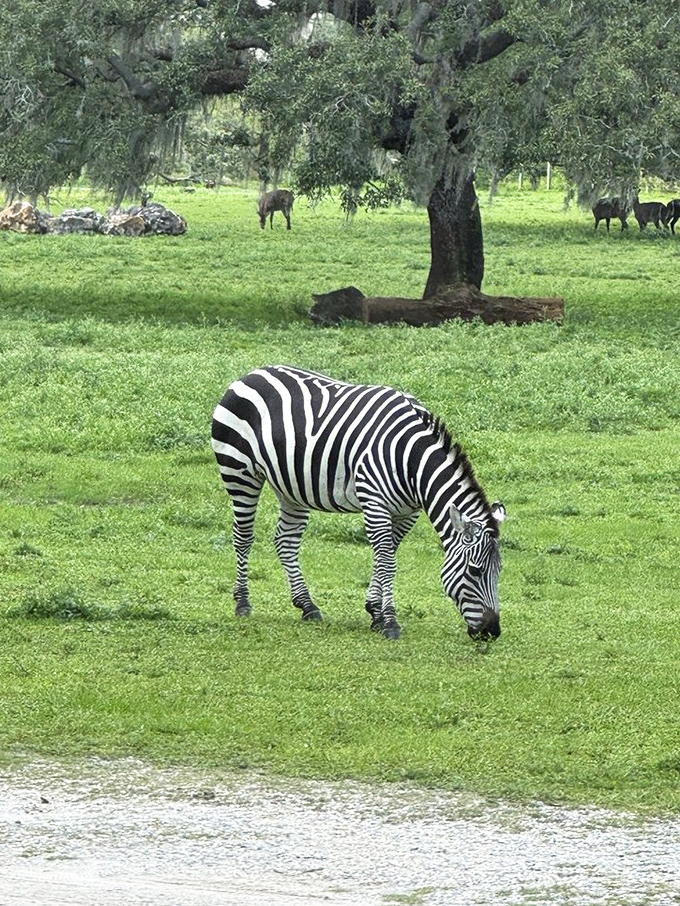 A zebra enjoys breakfast al fresco, its natural barcode pattern confusing both predators and anyone trying to scan it at checkout.