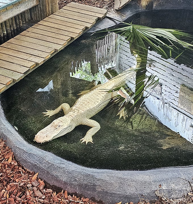 Ghost gator alert! This rare albino alligator glows like a prehistoric phantom in its specially designed habitat &ndash; a truly once-in-a-lifetime sight.