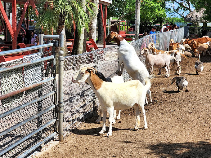 The welcoming committee assembles at the fence, each member seemingly practicing their "feed me" expressions with varying degrees of subtlety and success.