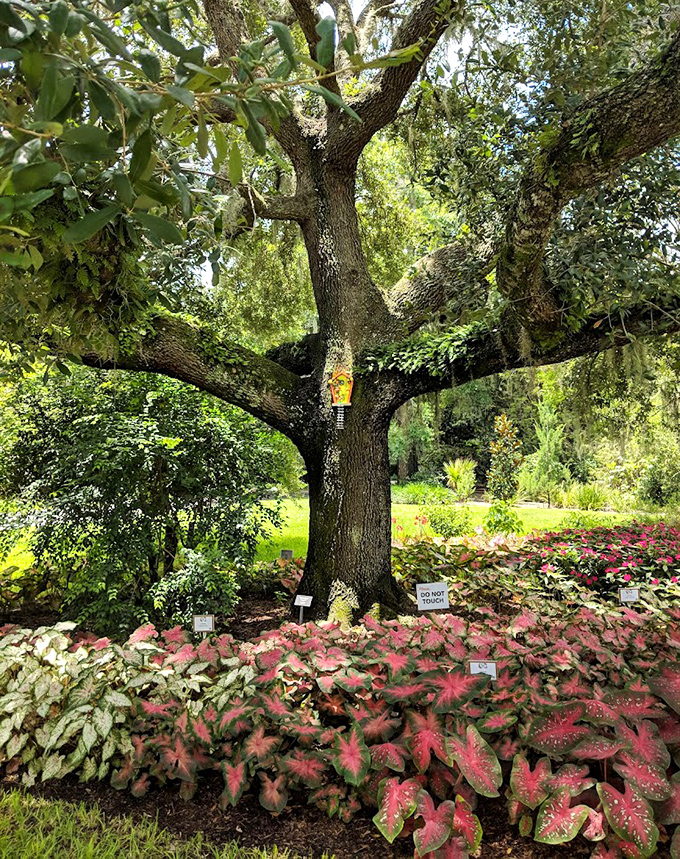 Massive oak trees stand as silent sentinels, their centuries-old branches reaching skyward while creating cathedral-like spaces below.