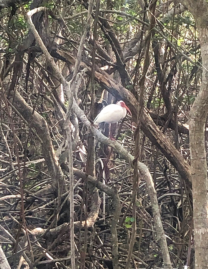 A white ibis perches among tangled mangrove roots, showcasing the delicate balance between coastal wildlife and their protective forest home.