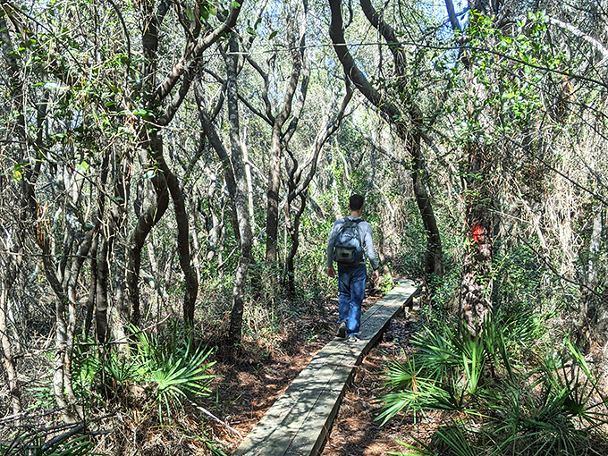 Nature's boardwalk invites hikers into a mystical forest where Spanish moss drapes like ghostly curtains from ancient branches.