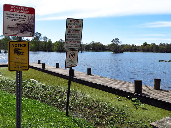 Warning signs remind visitors they're in alligator country &ndash; these prehistoric residents occasionally make appearances, sunbathing with prehistoric confidence.