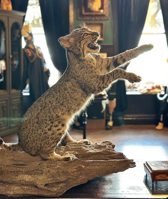 This bobcat's eternal pounce captures wild energy in a way that's both beautiful and slightly alarming for your houseguests.