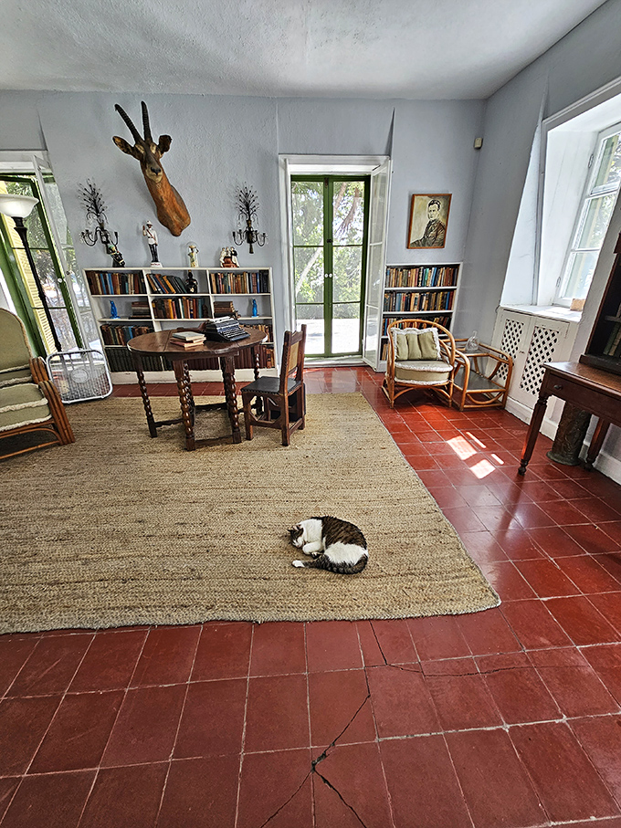 Even literary royalty needs a nap sometimes. This cat has claimed prime real estate on the vintage rug, demonstrating the fine art of strategic lounging.