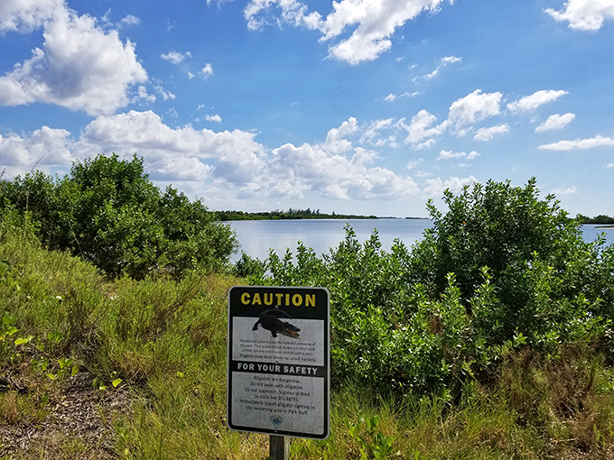 Alligator warning signs serve as gentle reminders that you're experiencing real Florida, where wildlife still rules certain territories.