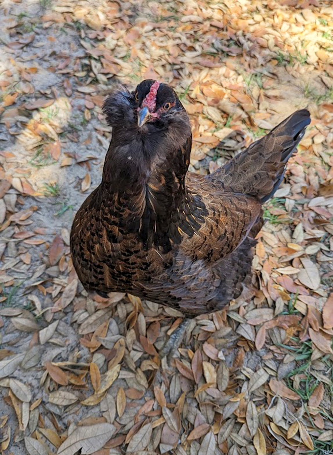 This chicken appears to be contemplating life's great mysteries, or possibly just where the next treat might be hiding.