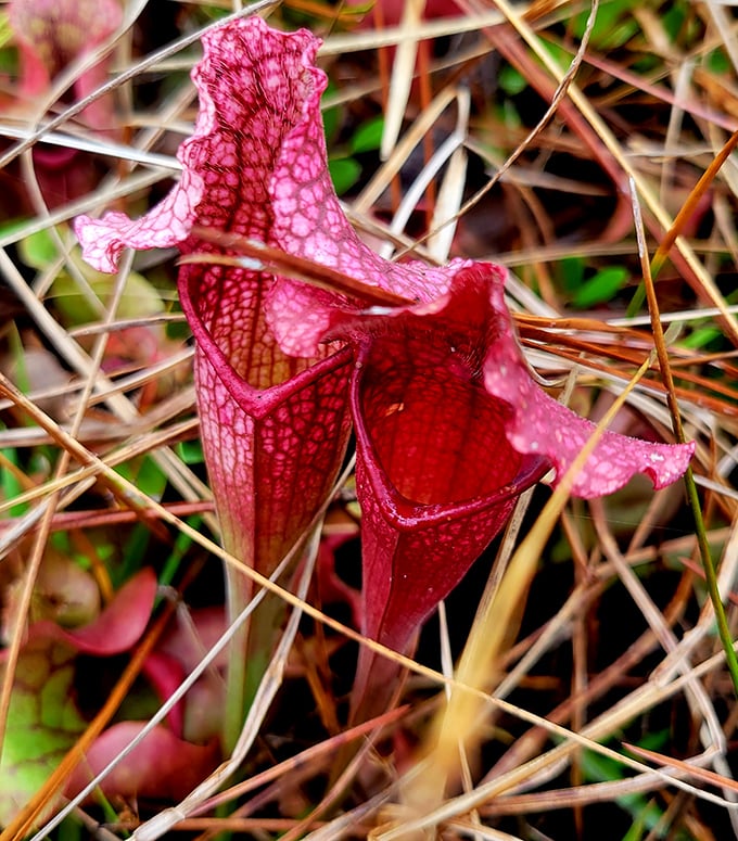 Nature's most elegant death trap &ndash; this crimson pitcher plant combines deadly function with runway-worthy botanical fashion.