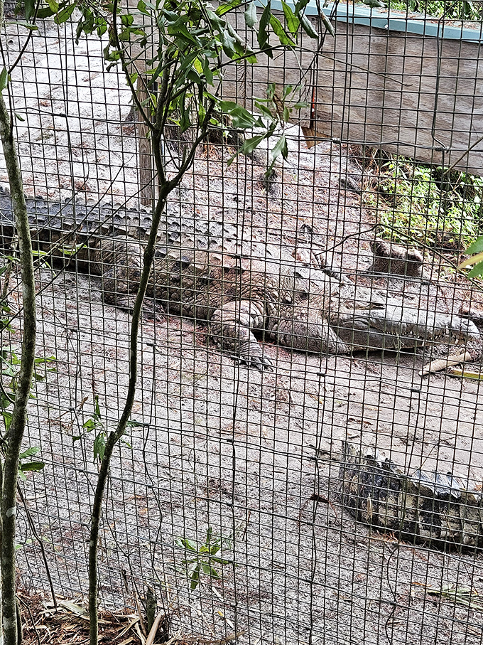 This prehistoric-looking resident watches visitors with ancient patience, a living dinosaur enjoying the Florida sunshine.
