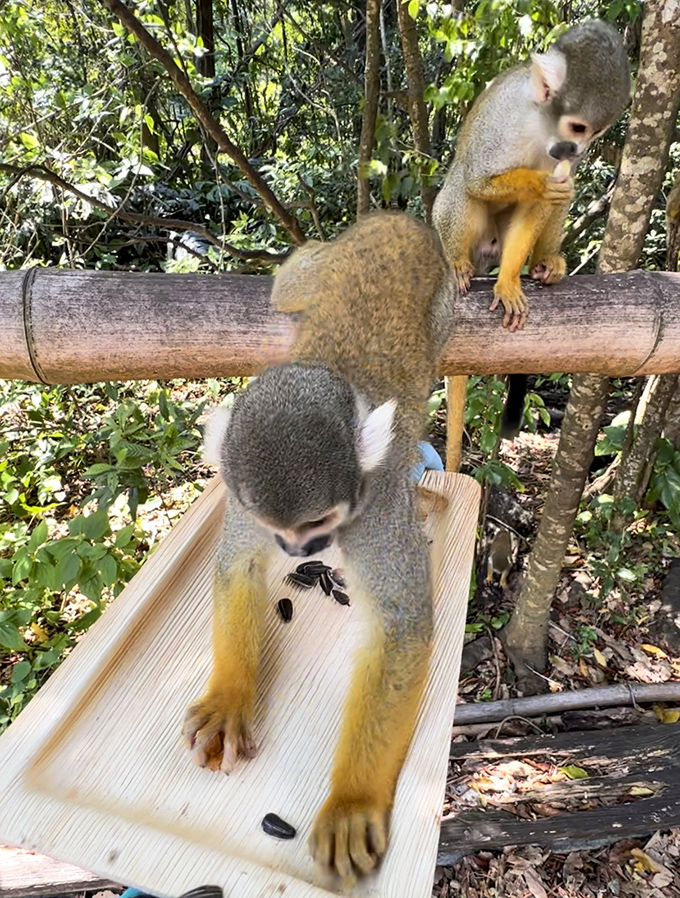 Mealtime brings focus and concentration as tiny hands delicately sort through seeds with the precision of a master chef selecting ingredients.