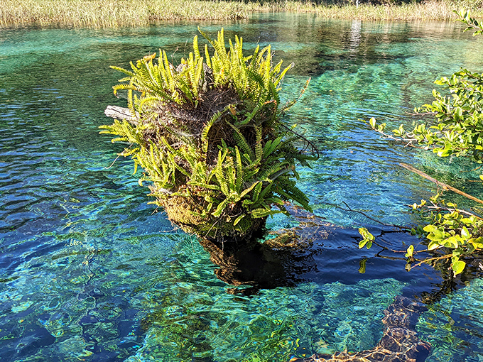 Nature's architectural masterpiece thrives on a limestone island, creating a floating garden in impossibly blue waters.