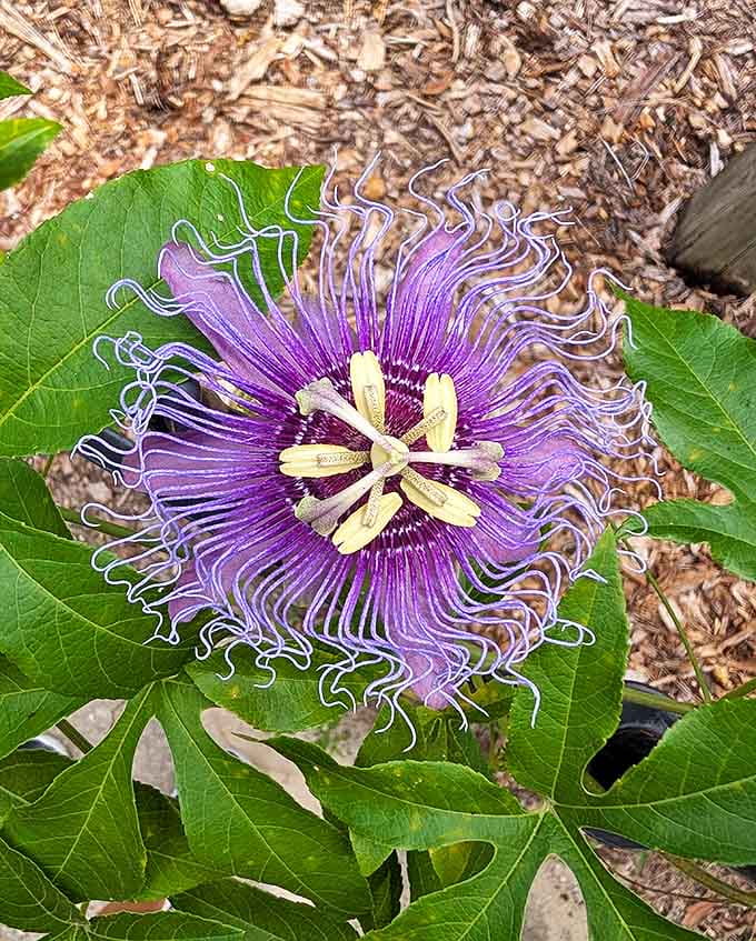 This passion flower looks like it was designed by a committee of artists who couldn't agree&mdash;somehow resulting in nature's perfect psychedelic masterpiece.