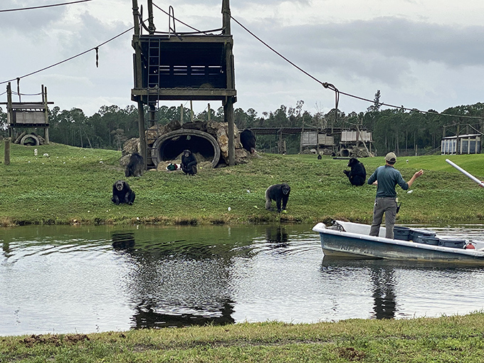 Conservation in action as a dedicated keeper interacts with the park's chimpanzee residents, part of crucial species preservation efforts.