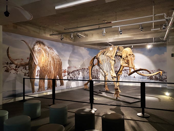The mammoth exhibit pairs imposing skeleton with lifelike model, showing how these ice age giants would have appeared roaming ancient Florida.