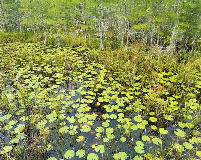 Nature's perfect geometry &ndash; lily pads create a living mosaic across dark waters, each one a tiny island universe.