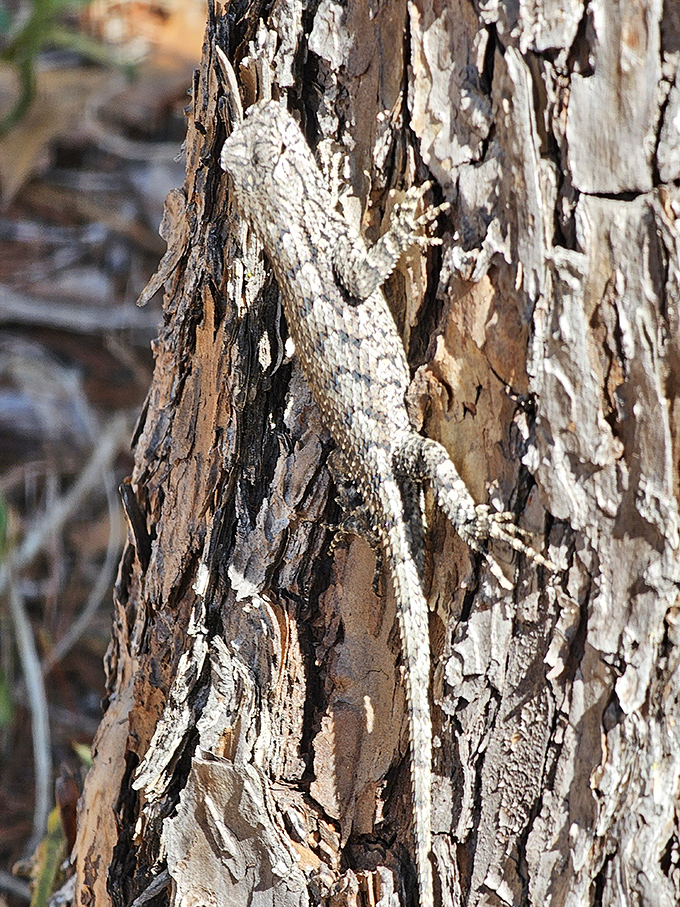 Nature's ultimate camouflage artist at work. This lizard didn't just blend in&mdash;it practically got a job as part-time bark.